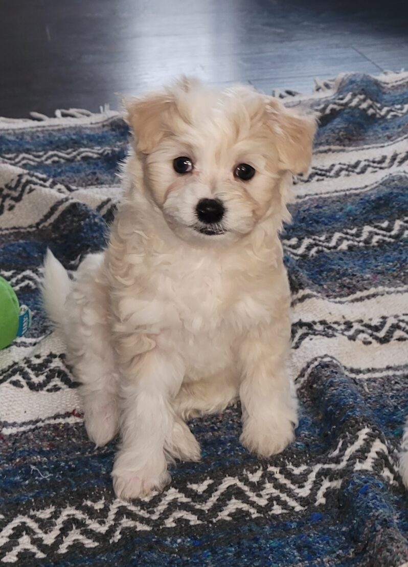Pinky's Pups - Chinese Crested Puppies in Ohio