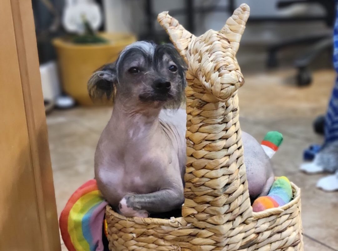 Pinky's Pups - Chinese Crested Puppies in Ohio
